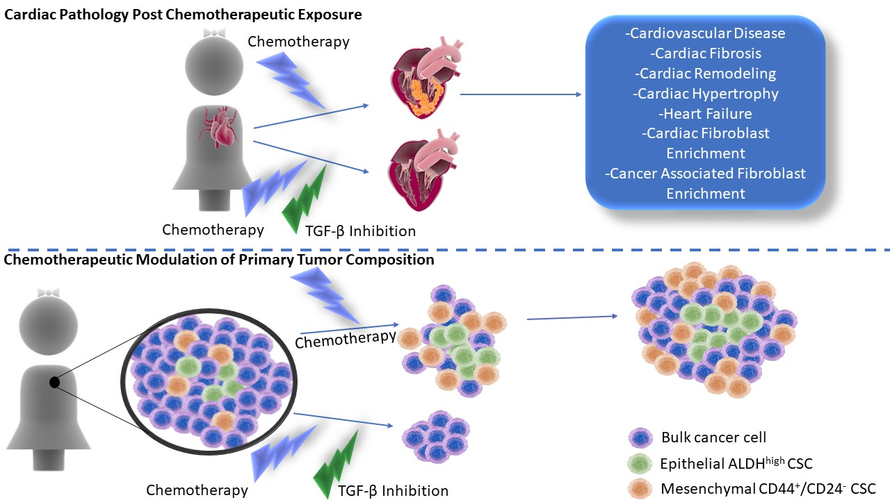 Cancers | Free Full-Text | At the Intersection of Cardiology and ...