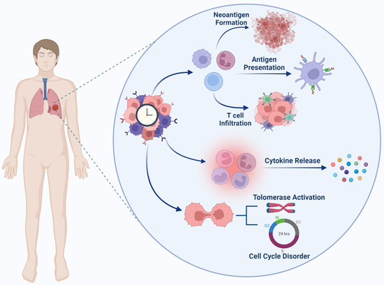Circadian and Immunity Cycle Talk in Cancer Destination: From ...