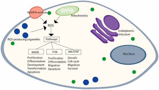 The Role of ROS as a Double-Edged Sword in (In)Fertility: The Impact of ...