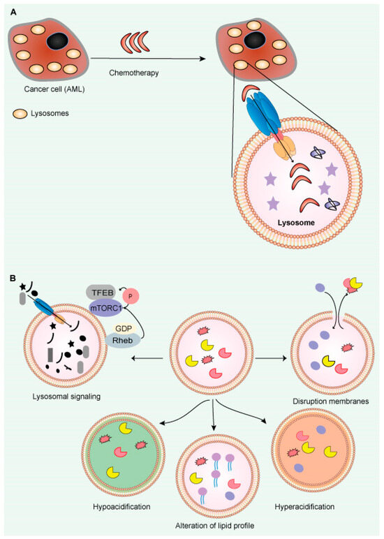 Cancers | Free Full-Text | RETRACTED: Lysosomes in Stem Cell Quiescence ...
