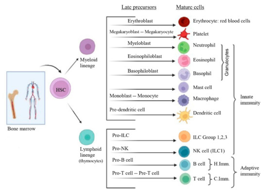 Immune System Cells Chart