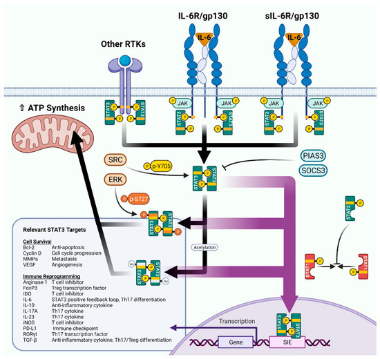 Cell Type-Specific Roles of STAT3 Signaling in the Pathogenesis and ...