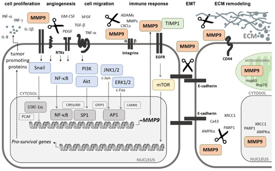 MMP9: A Tough Target for Targeted Therapy for Cancer