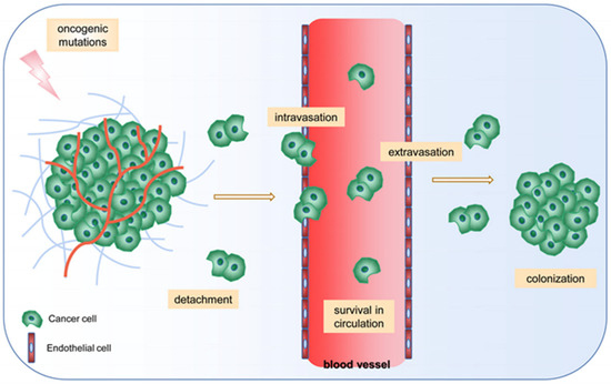 The Entanglement between Mitochondrial DNA and Tumor Metastasis