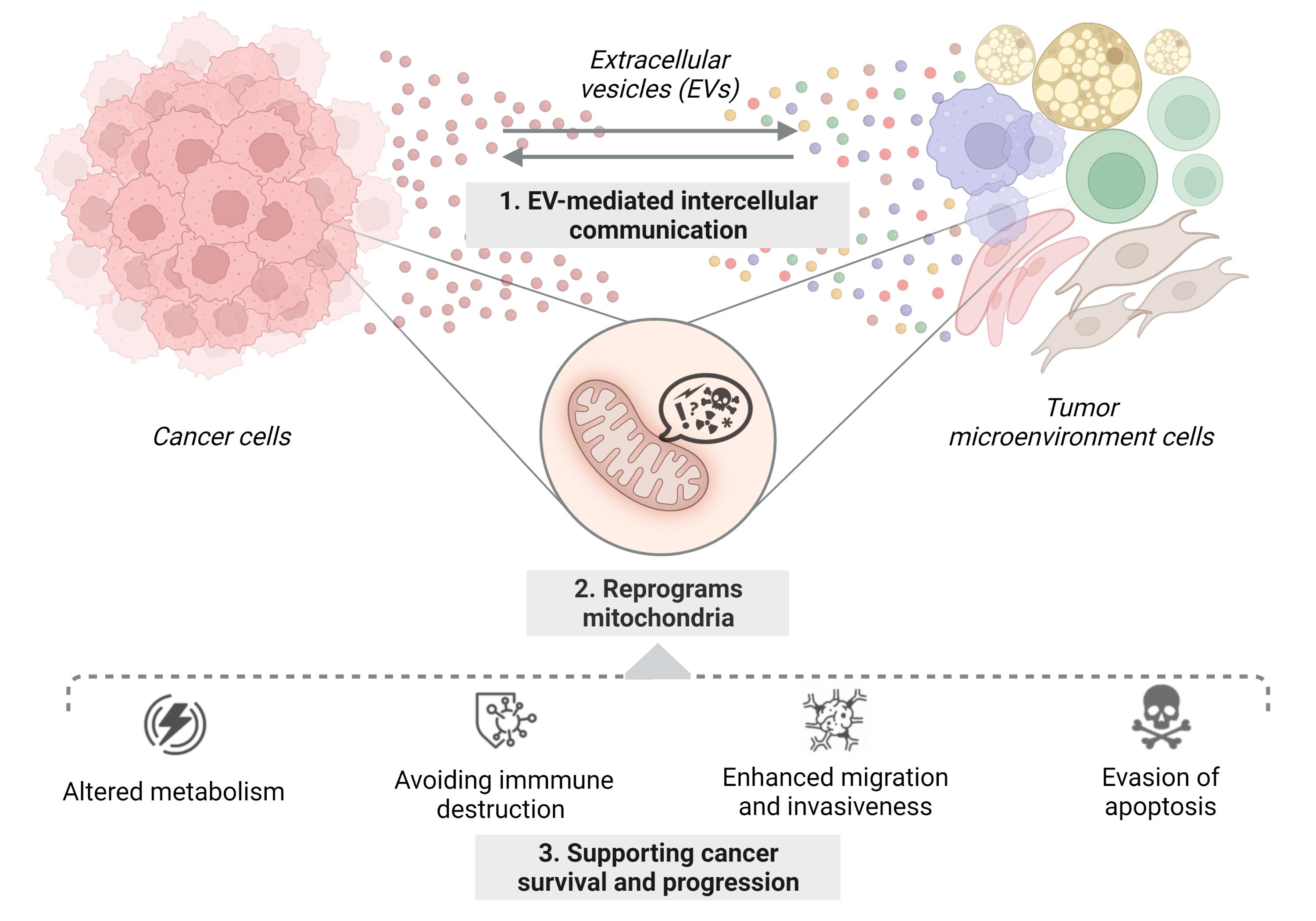 Cancers | Free Full-Text | Extracellular Vesicle-Mediated Mitochondrial Reprogramming in Cancer