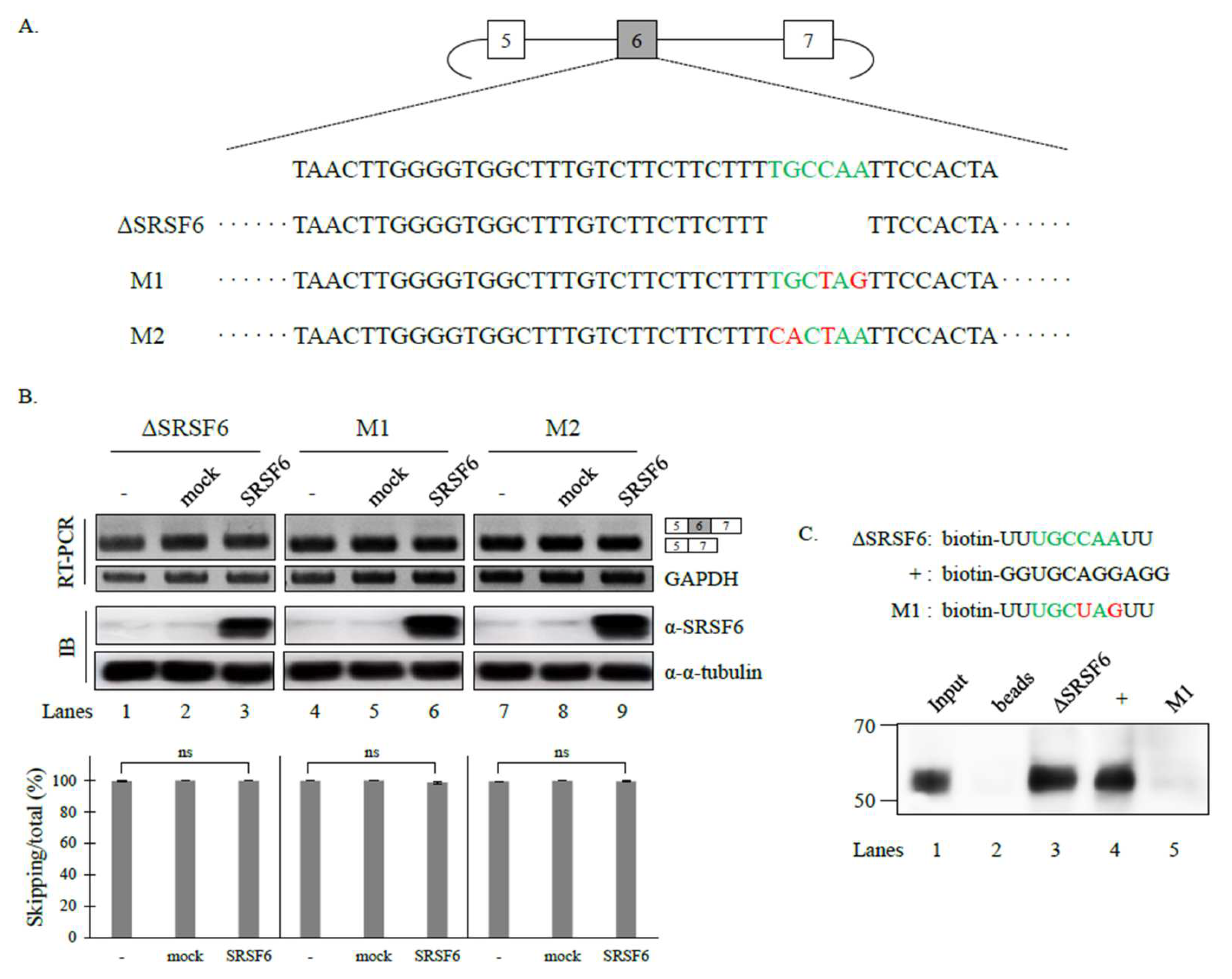 SRSF6 Regulates the Alternative Splicing of the Apoptotic Fas Gene by ...