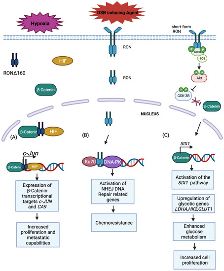 The MST1R/RON Tyrosine Kinase in Cancer: Oncogenic Functions and ...
