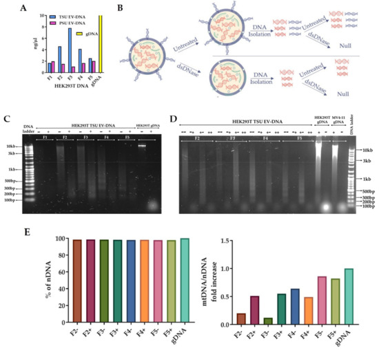 Efficient Small Extracellular Vesicles (EV) Isolation Method and ...