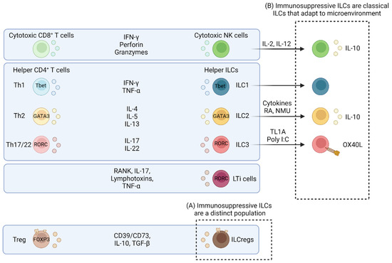 Innate Lymphoid Cells: Role in Immune Regulation and Cancer