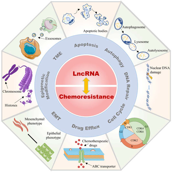 The Mechanisms of lncRNA-Mediated Multidrug Resistance and the Clinical ...