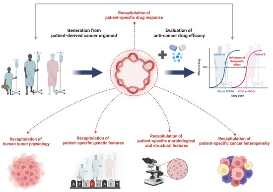 The Patient-Derived Cancer Organoids: Promises and Challenges as ...