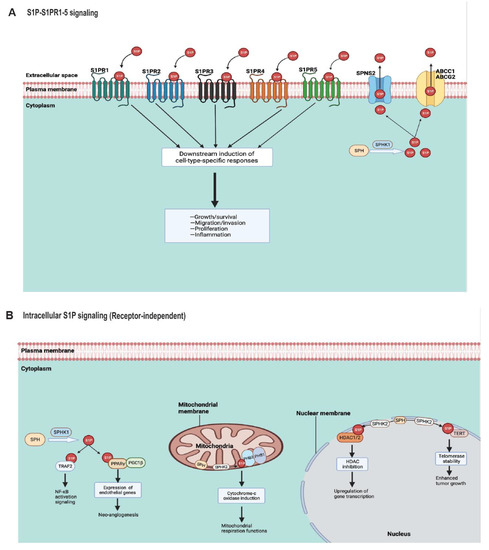 Targeting Sphingolipid Metabolism as a Therapeutic Strategy in Cancer ...