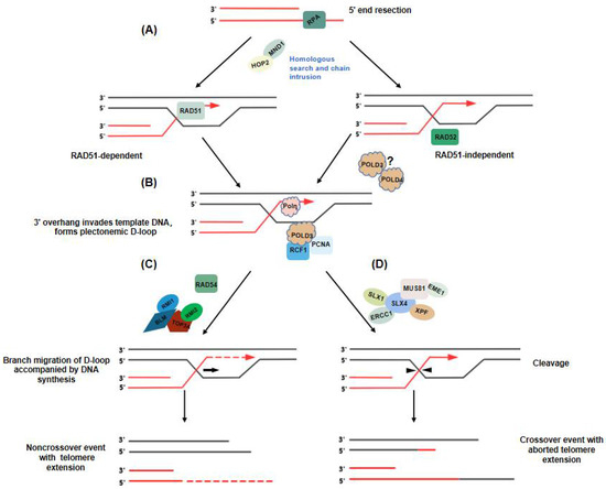 Alternative Lengthening of Telomeres and Mediated Telomere Synthesis