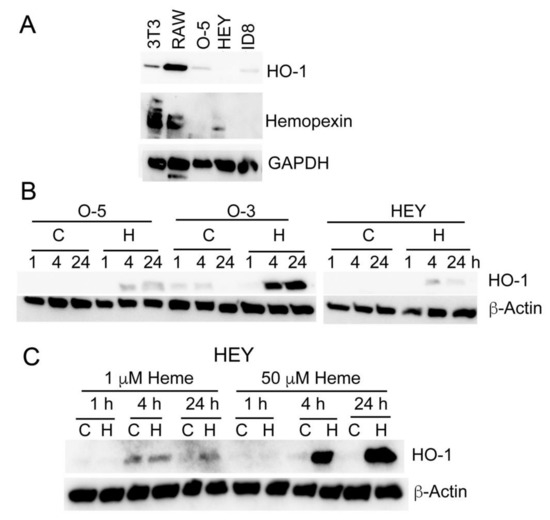 Cancers | Free Full-Text | Labile Heme and Heme Oxygenase-1 Maintain ...