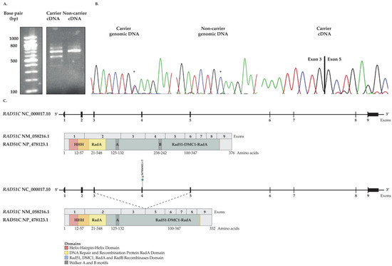 Cancers | Free Full-Text | The Genetic and Molecular Analyses of RAD51C ...