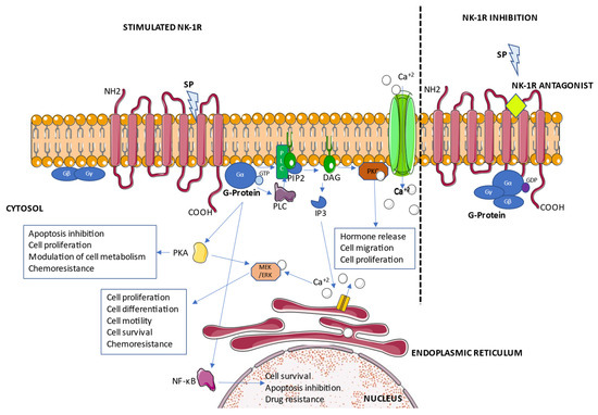 Neurokinin-1 Receptor (NK-1R) Antagonists as a New Strategy to Overcome ...