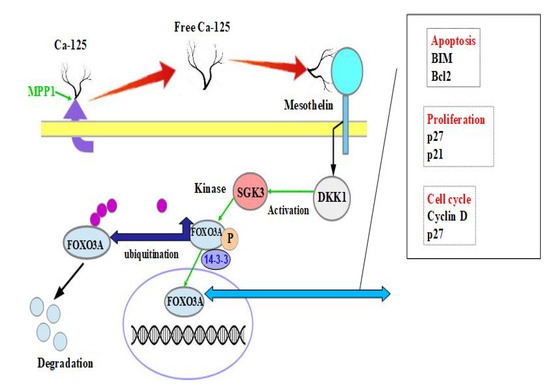 The Role of Mesothelin Expression in Serous Ovarian Carcinoma: Impacts ...