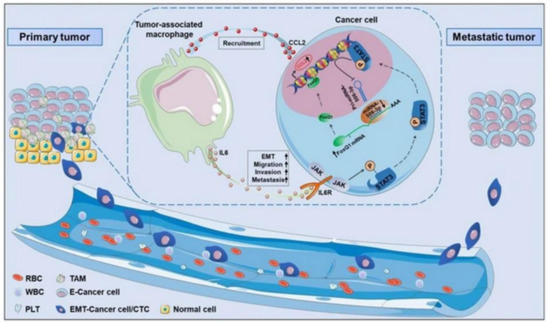 Cancers | Free Full-Text | In Vitro Human Cancer Models for Biomedical ...