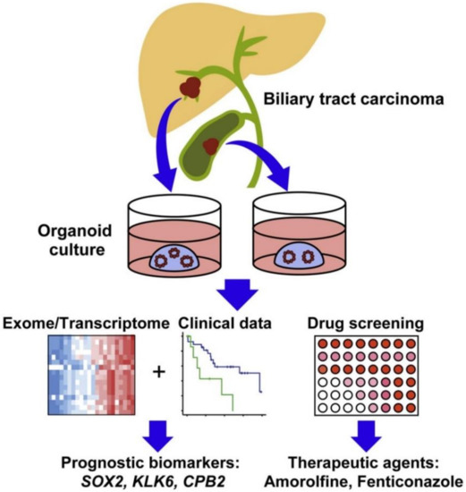 Cancers | Free Full-Text | In Vitro Human Cancer Models for Biomedical ...