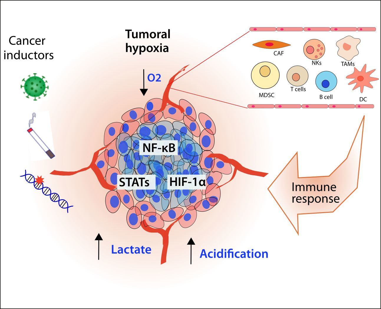 Cancers | Free Full-Text | Hypoxia as a Modulator of Inflammation and ...