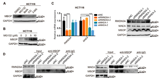 Oncopeptide MBOP Encoded by LINC01234 Promotes Colorectal Cancer ...