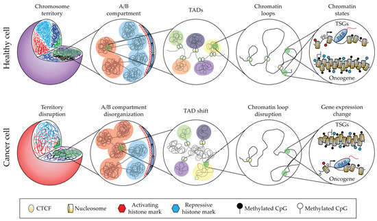 Cancers | Free Full-Text | Large-Scale Chromatin Rearrangements in Cancer