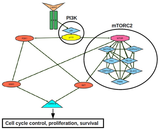 SGK1 in Cancer: Biomarker and Drug Target