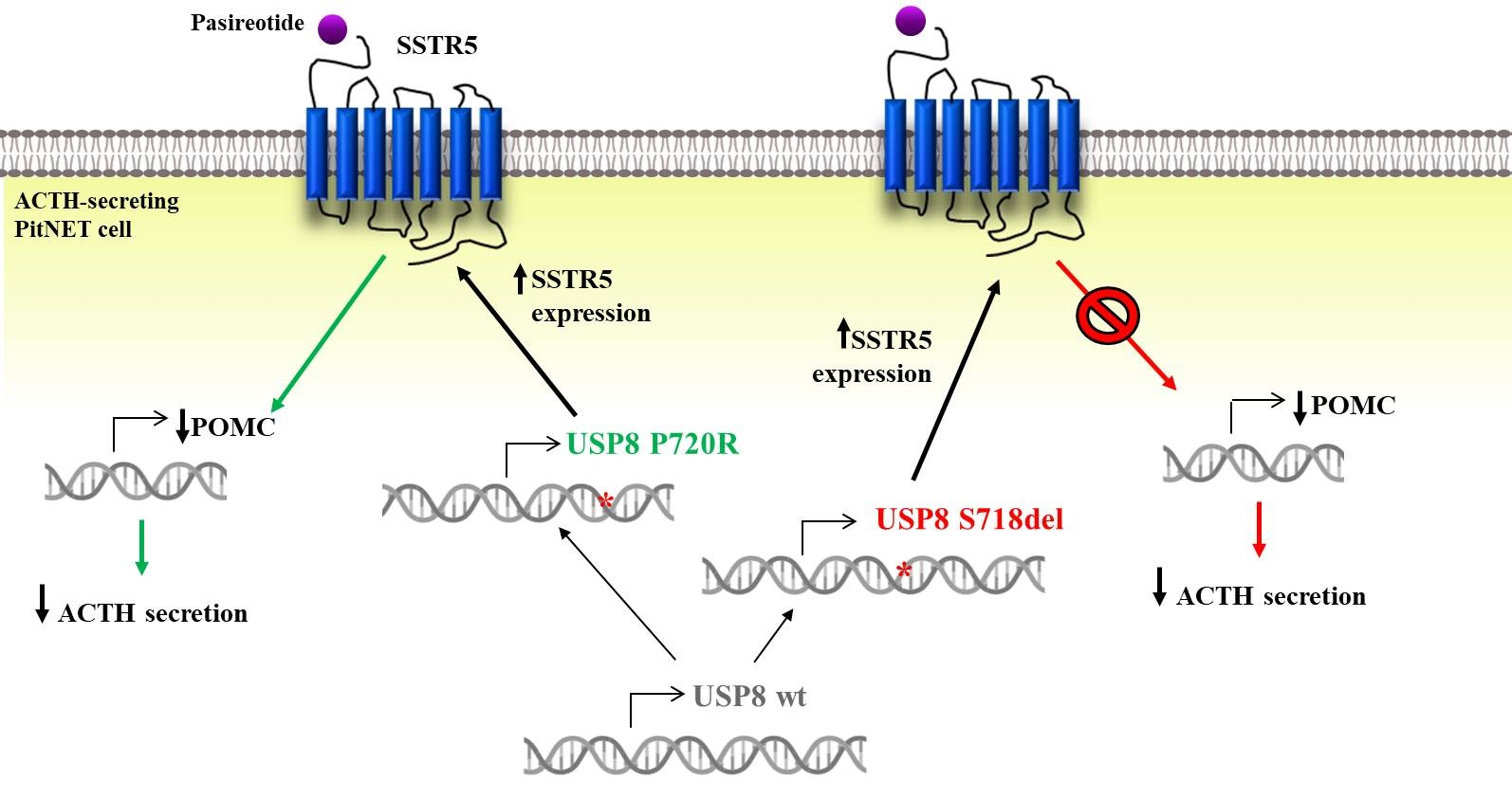 Cancers | Free Full-Text | P720R USP8 Mutation Is Associated with a ...