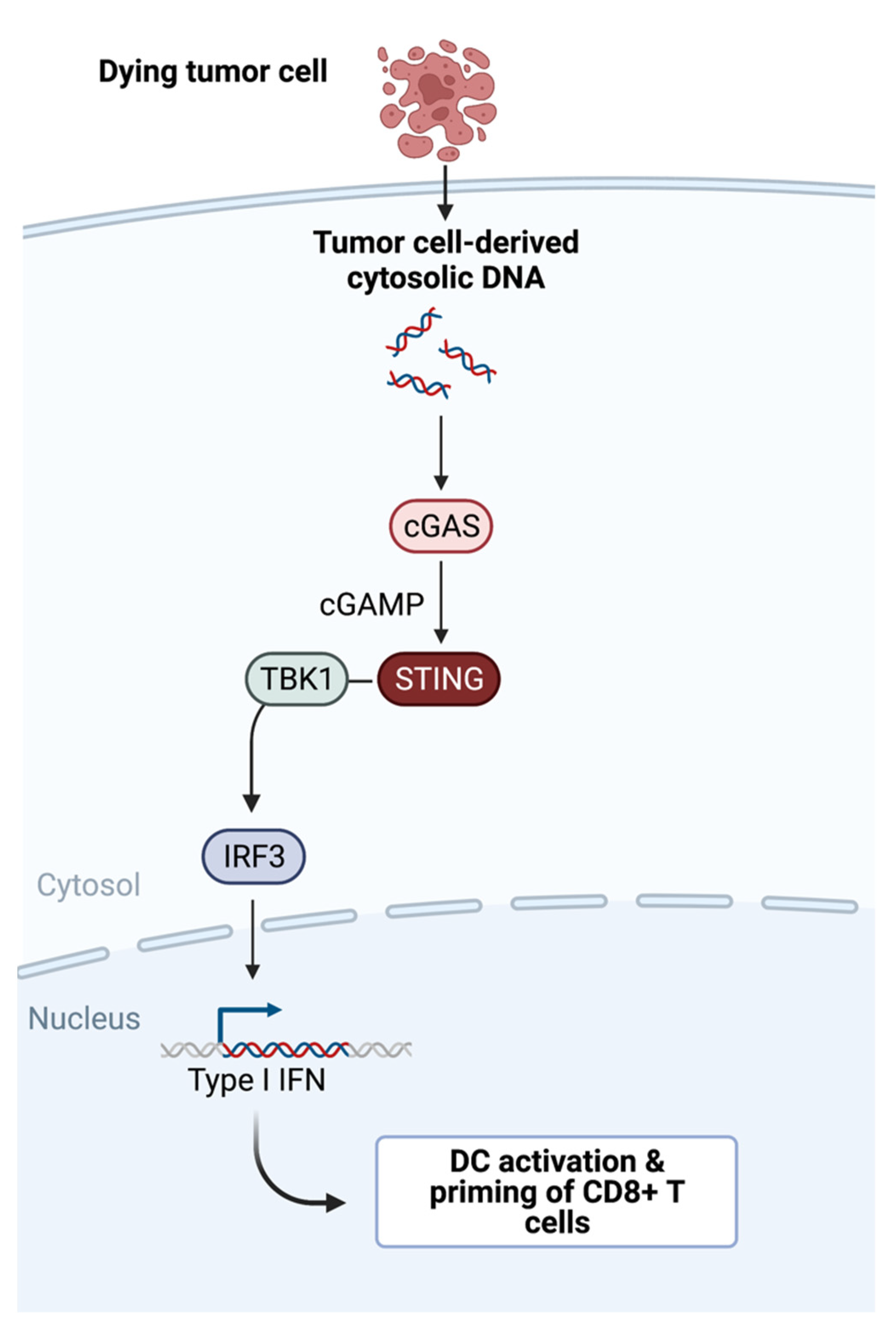 Leveraging STING, Batf3 Dendritic Cells, CXCR3 Ligands, and Other Components Related to Innate ...