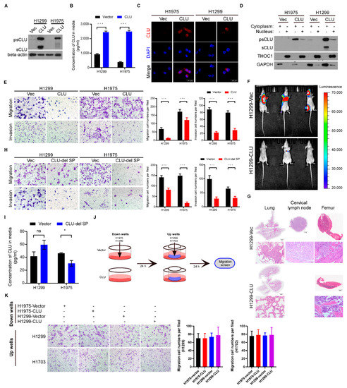 Cytoplasmic Clusterin Suppresses Lung Cancer Metastasis by Inhibiting ...