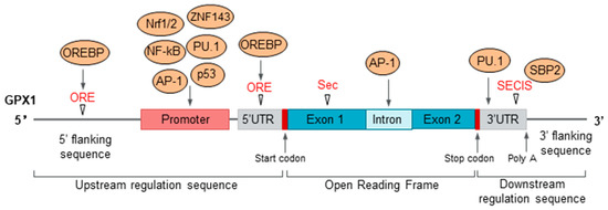 Glutathione Peroxidase GPX1 and Its Dichotomous Roles in Cancer
