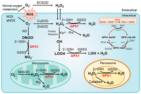 Glutathione Peroxidase GPX1 and Its Dichotomous Roles in Cancer