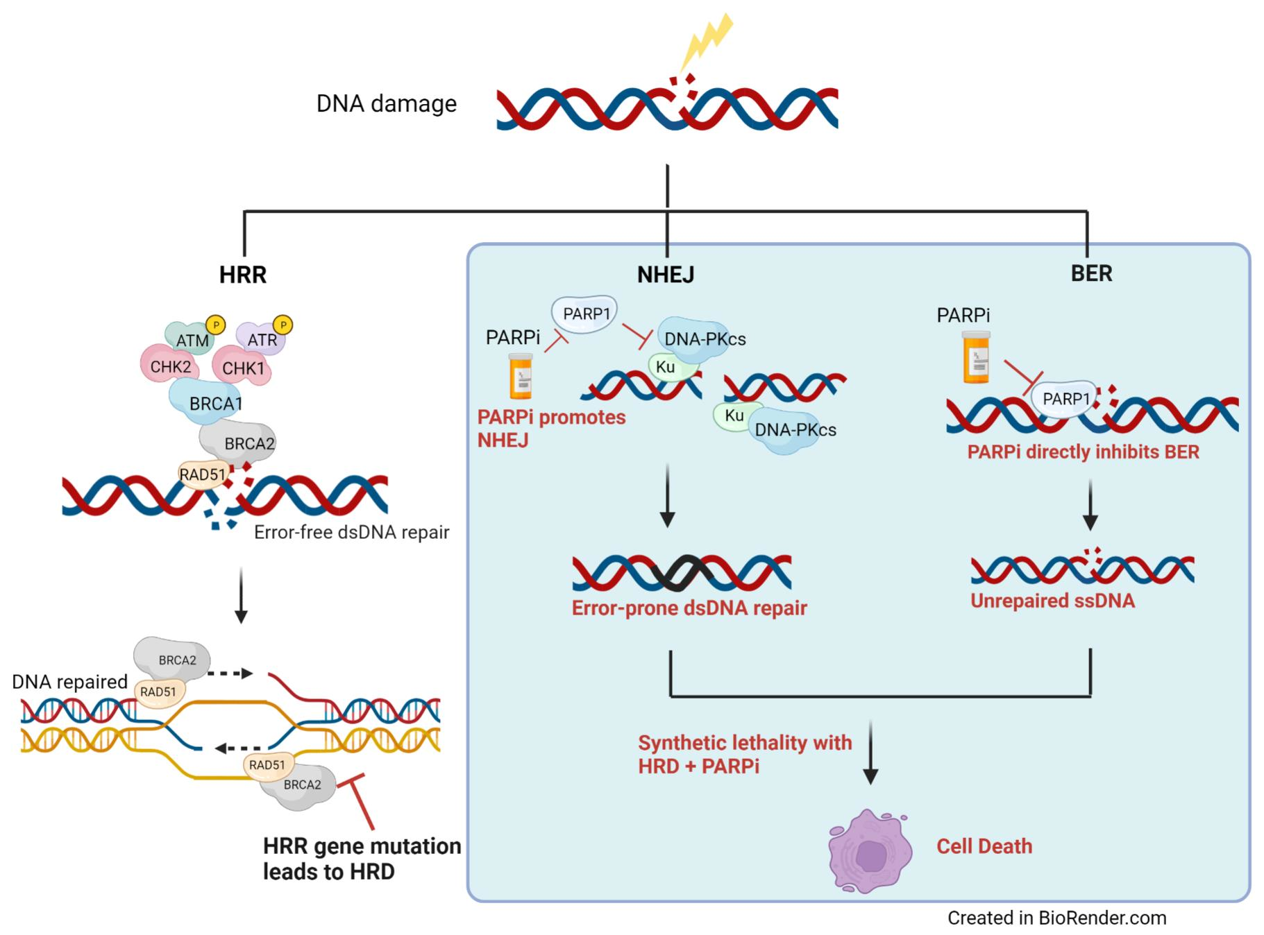 Cancers | Free Full-Text | Homologous Recombination Repair in Biliary Tract Cancers: A Prime ...