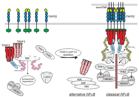 Tumor Necrosis Factor Receptor 2 (TNFR2): An Emerging Target in Cancer ...