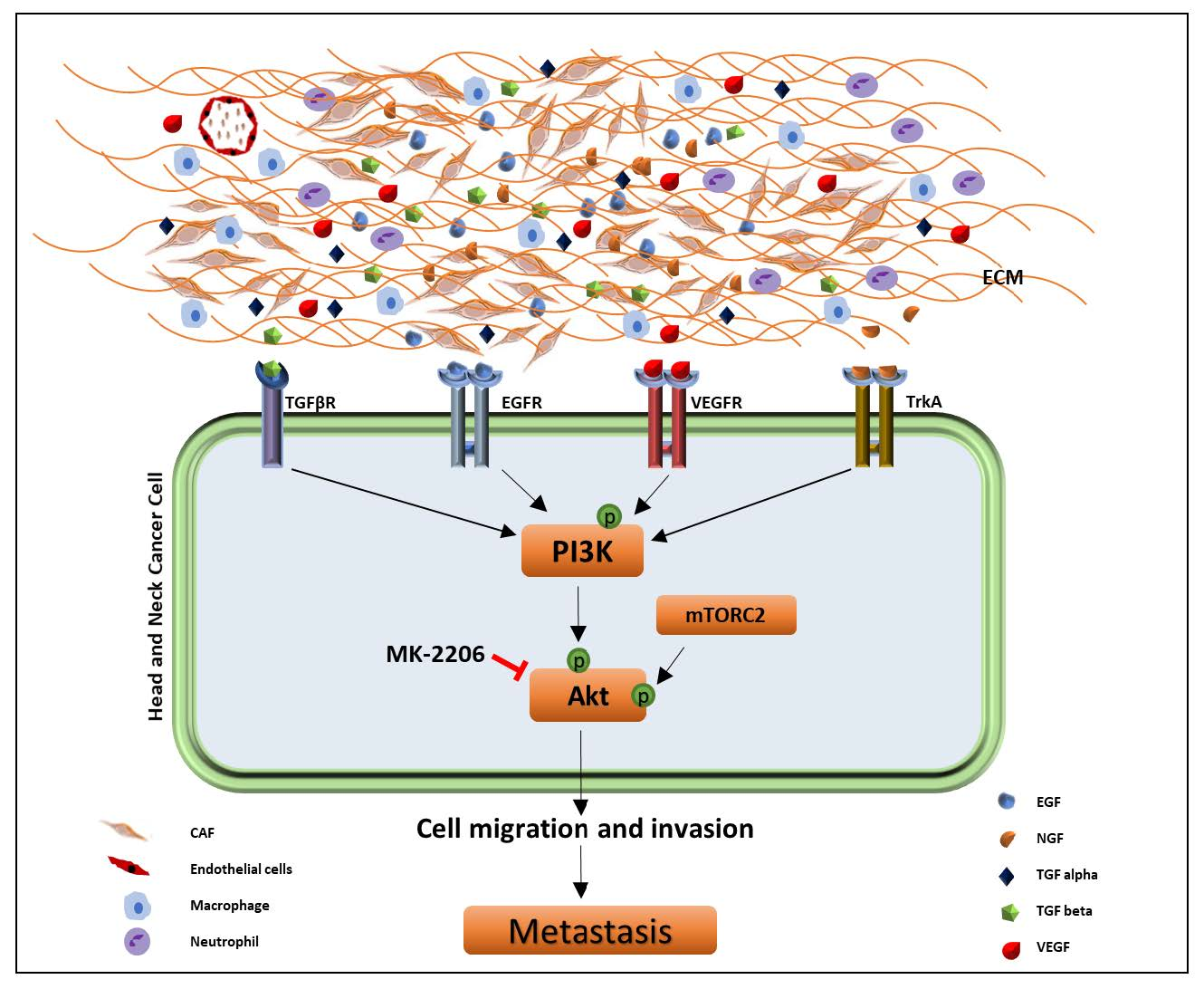 Cancers | Free Full-Text | Receptor, Signal, Nucleus, Action: Signals ...