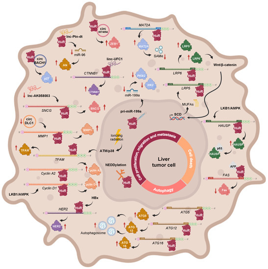 Hu Antigen R (HuR) Protein Structure, Function and Regulation in ...