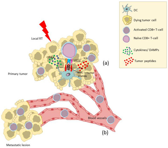T-Cell Repertoire in Tumor Radiation: The Emerging Frontier as a ...
