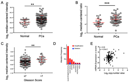 Cancers | Free Full-Text | Magmas Inhibition in Prostate Cancer: A ...