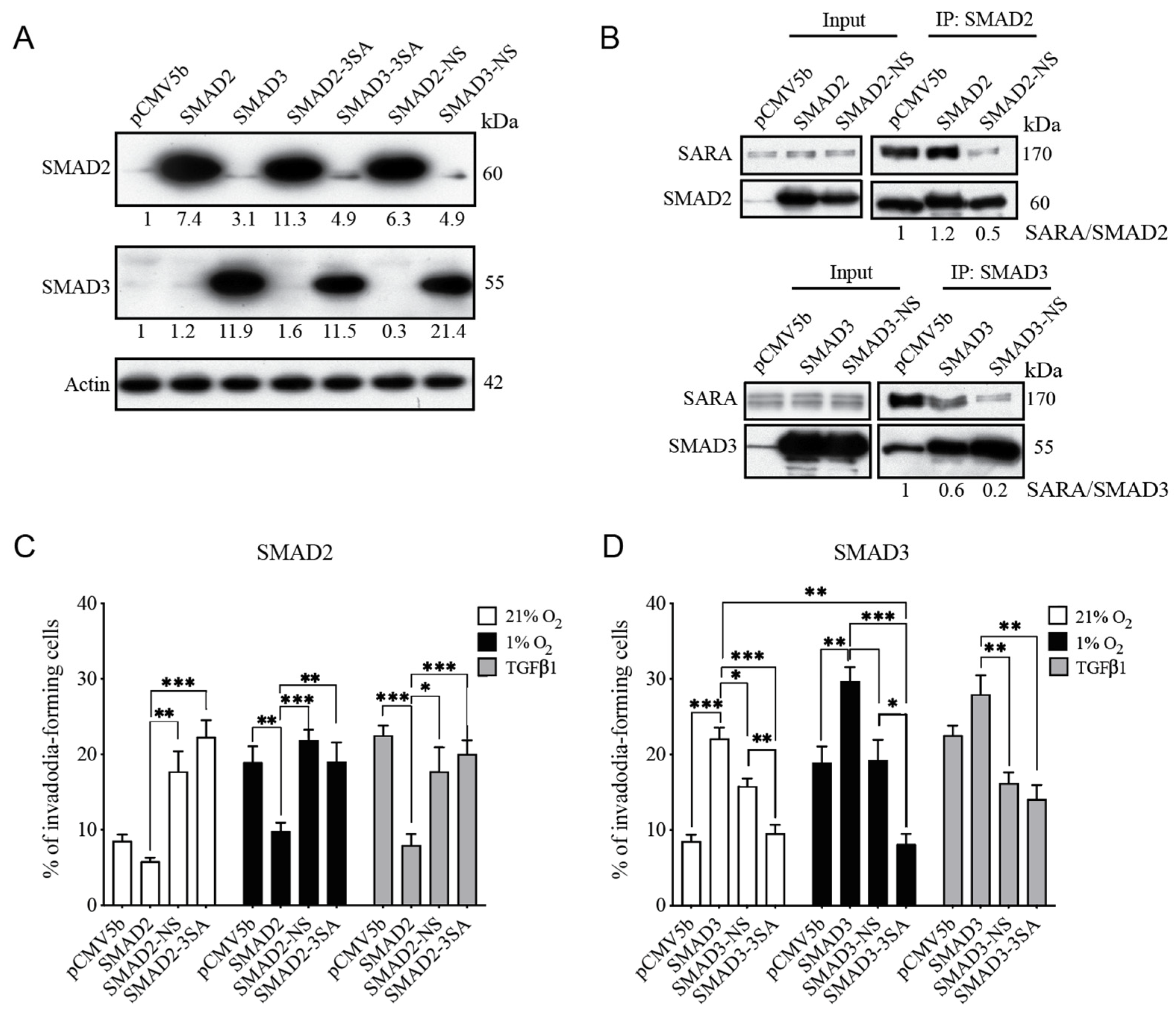 Cancers | Free Full-Text | Hypoxia Selectively Increases a SMAD3 Signaling Axis to Promote ...
