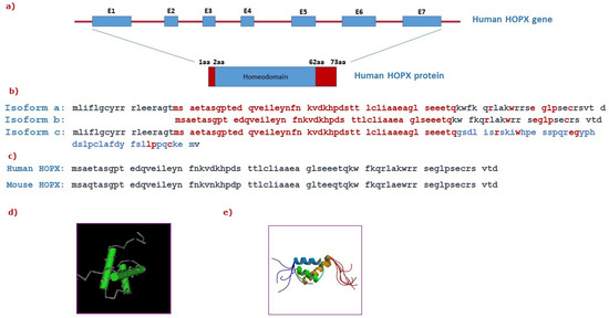 HOPX: A Unique Homeodomain Protein in Development and Tumor Suppression