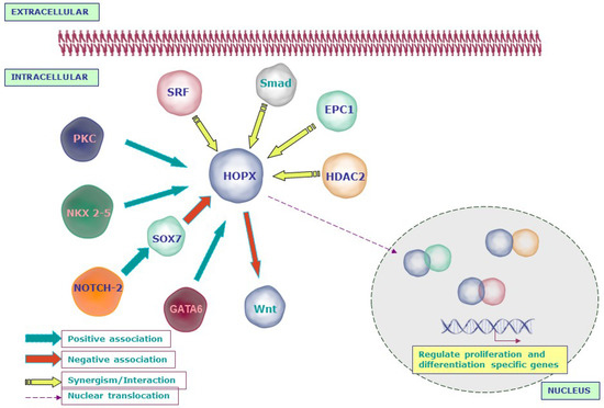 HOPX: A Unique Homeodomain Protein in Development and Tumor Suppression