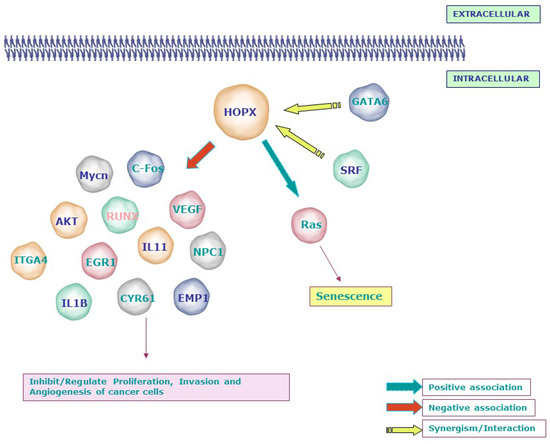 HOPX: A Unique Homeodomain Protein in Development and Tumor Suppression