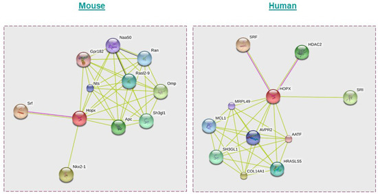 HOPX: A Unique Homeodomain Protein in Development and Tumor Suppression