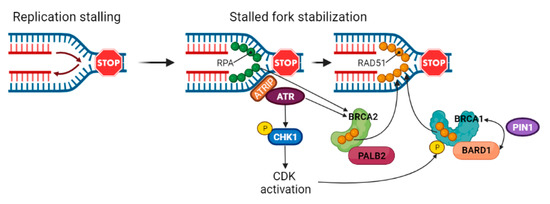 Insights into the Possible Molecular Mechanisms of Resistance to PARP ...