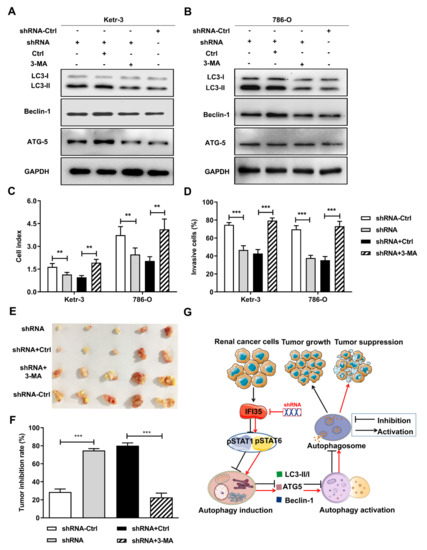 IFI35 Promotes Renal Cancer Progression by Inhibiting pSTAT1/pSTAT6 ...