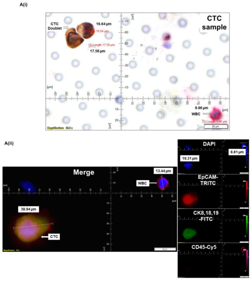 A Laboratory-Friendly CTC Identification: Comparable Double ...
