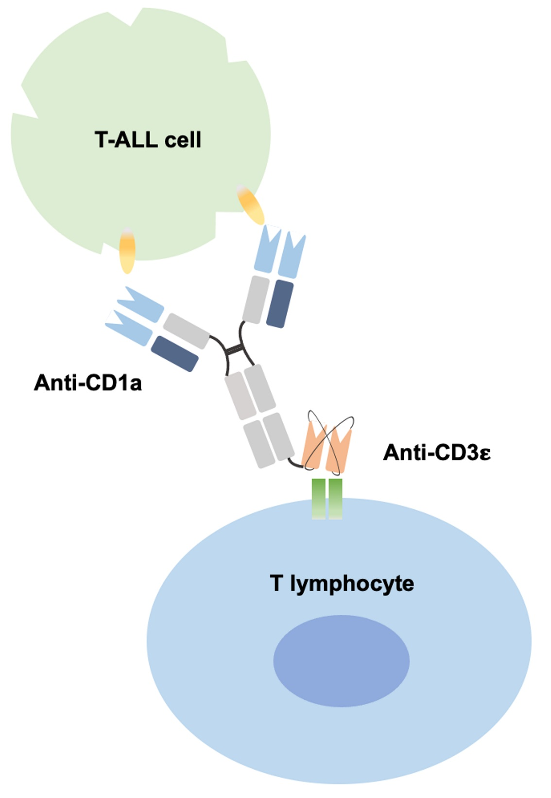 Cancers | Free Full-Text | A Novel Bispecific T-Cell Engager (CD1a x CD3ε) BTCE Is Effective ...