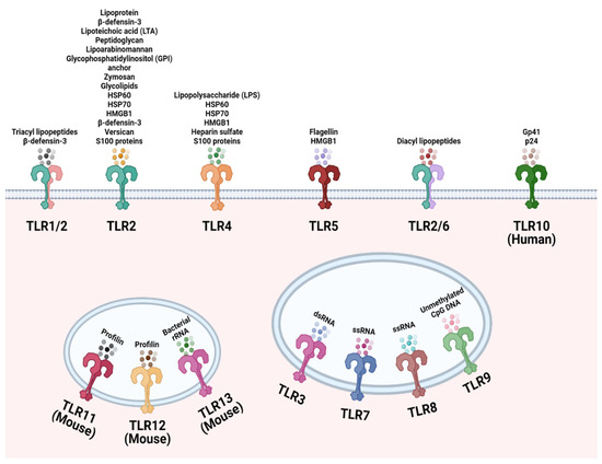 Microbial-Derived Toll-like Receptor Agonism in Cancer Treatment and ...