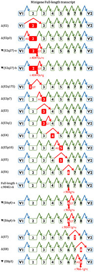 Minigene Splicing Assays Identify 20 Spliceogenic Variants of the Breast/Ovarian Cancer ...