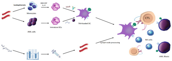 Vaccination Therapy for Acute Myeloid Leukemia: Where Do We Stand?